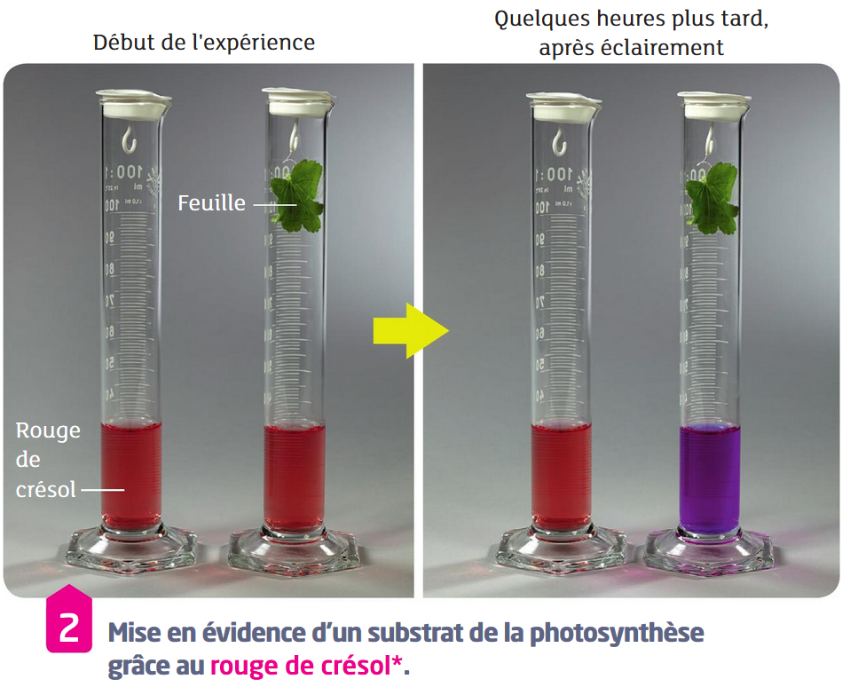 Production de matière par les végétaux chlorophylliens